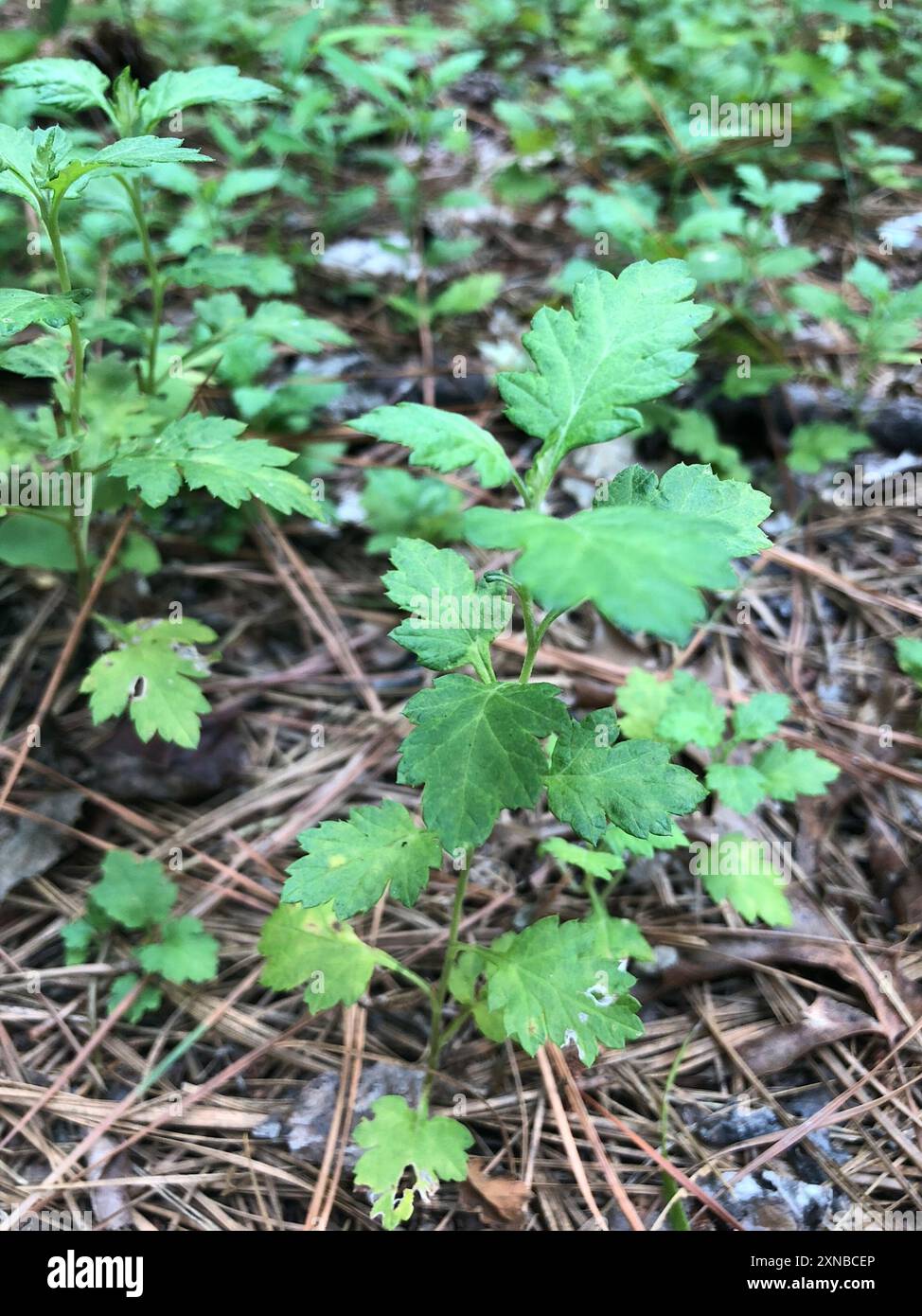 common mugwort (Artemisia vulgaris) Plantae Stock Photo - Alamy