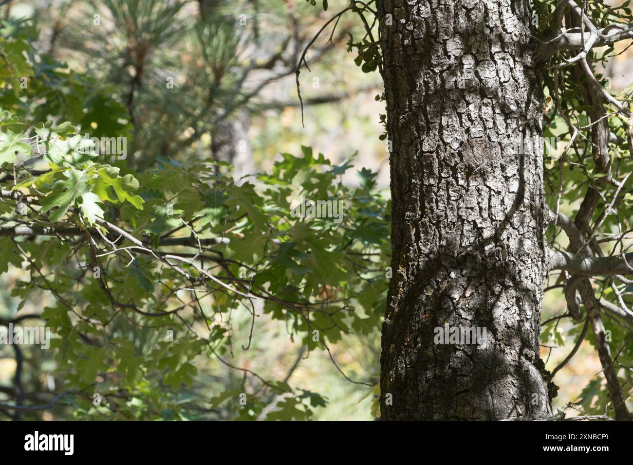 California black oak (Quercus kelloggii) Plantae Stock Photo - Alamy