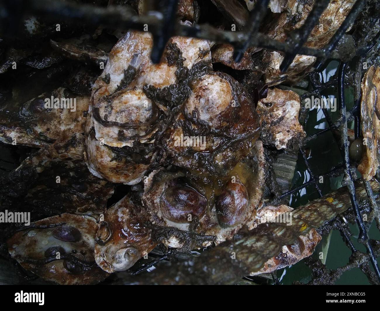 Common Atlantic Slippersnail (Crepidula fornicata) Mollusca Stock Photo ...