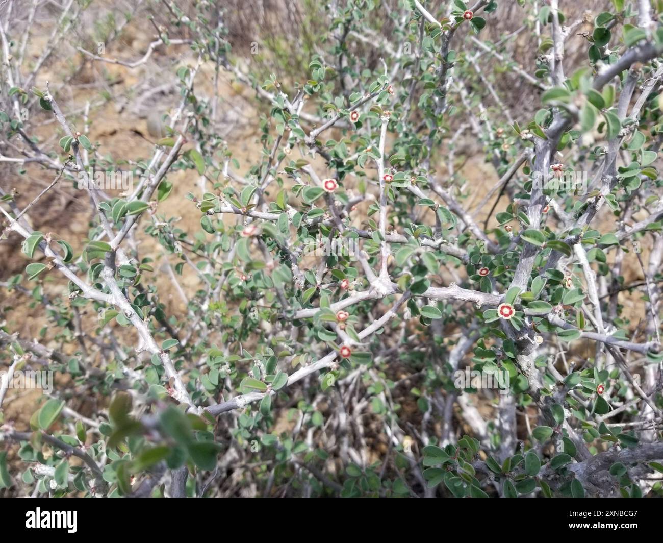 cliff spurge (Euphorbia misera) Plantae Stock Photo - Alamy