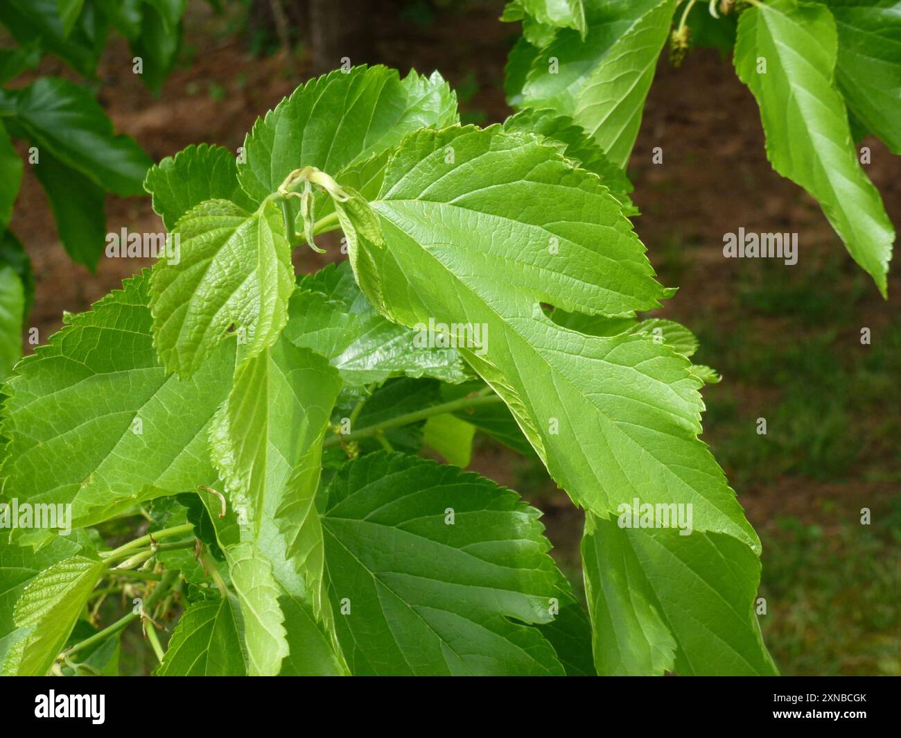 red mulberry (Morus rubra) Plantae Stock Photo - Alamy