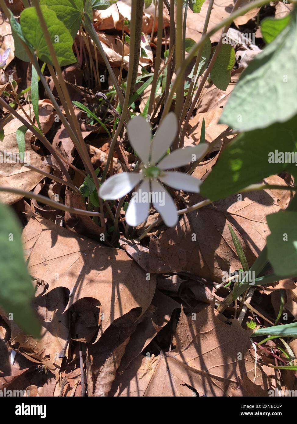 twinleaf (Jeffersonia diphylla) Plantae Stock Photo - Alamy