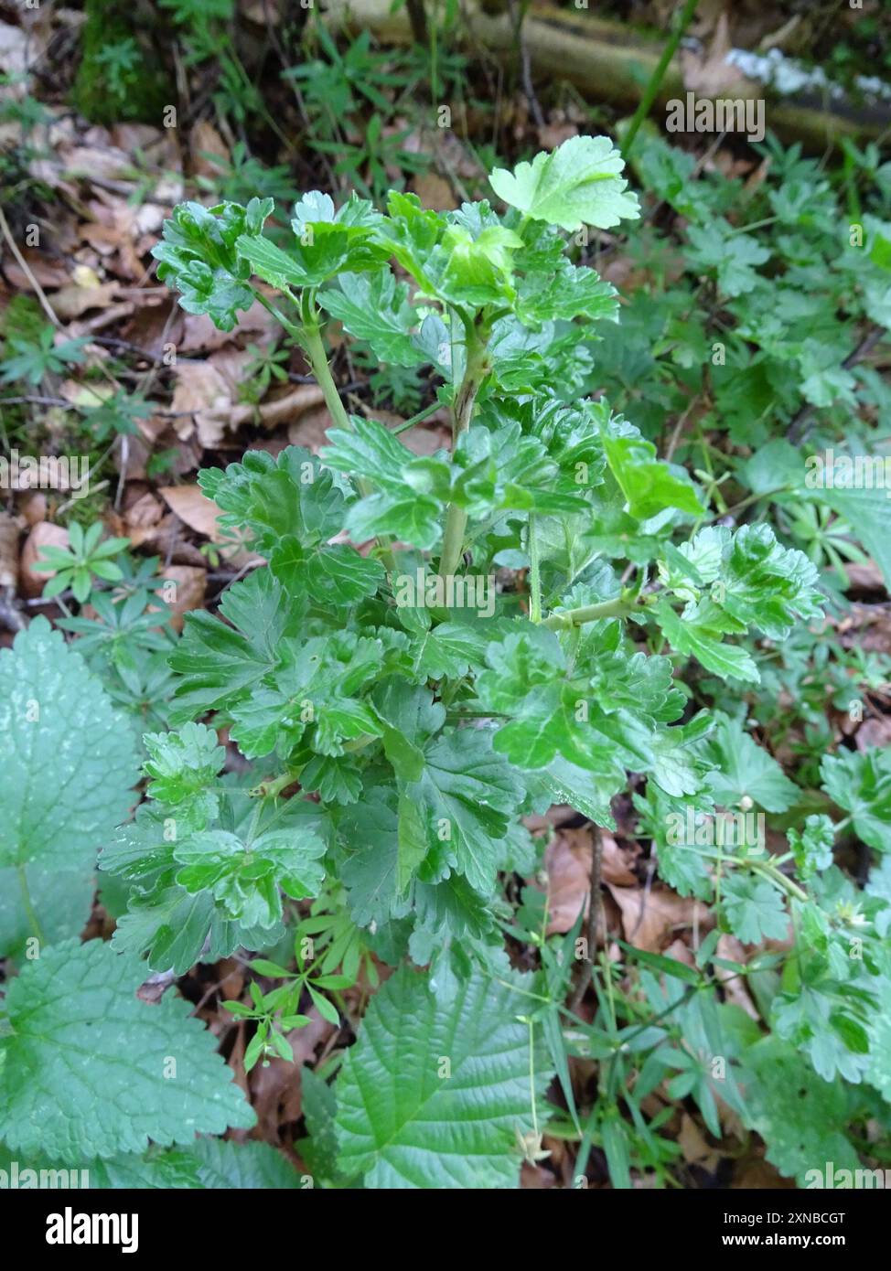 European gooseberry (Ribes uva-crispa) Plantae Stock Photo - Alamy