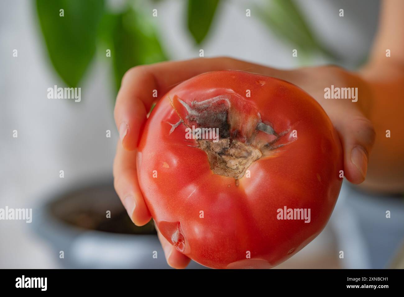 Food safety issue hi-res stock photography and images - Alamy