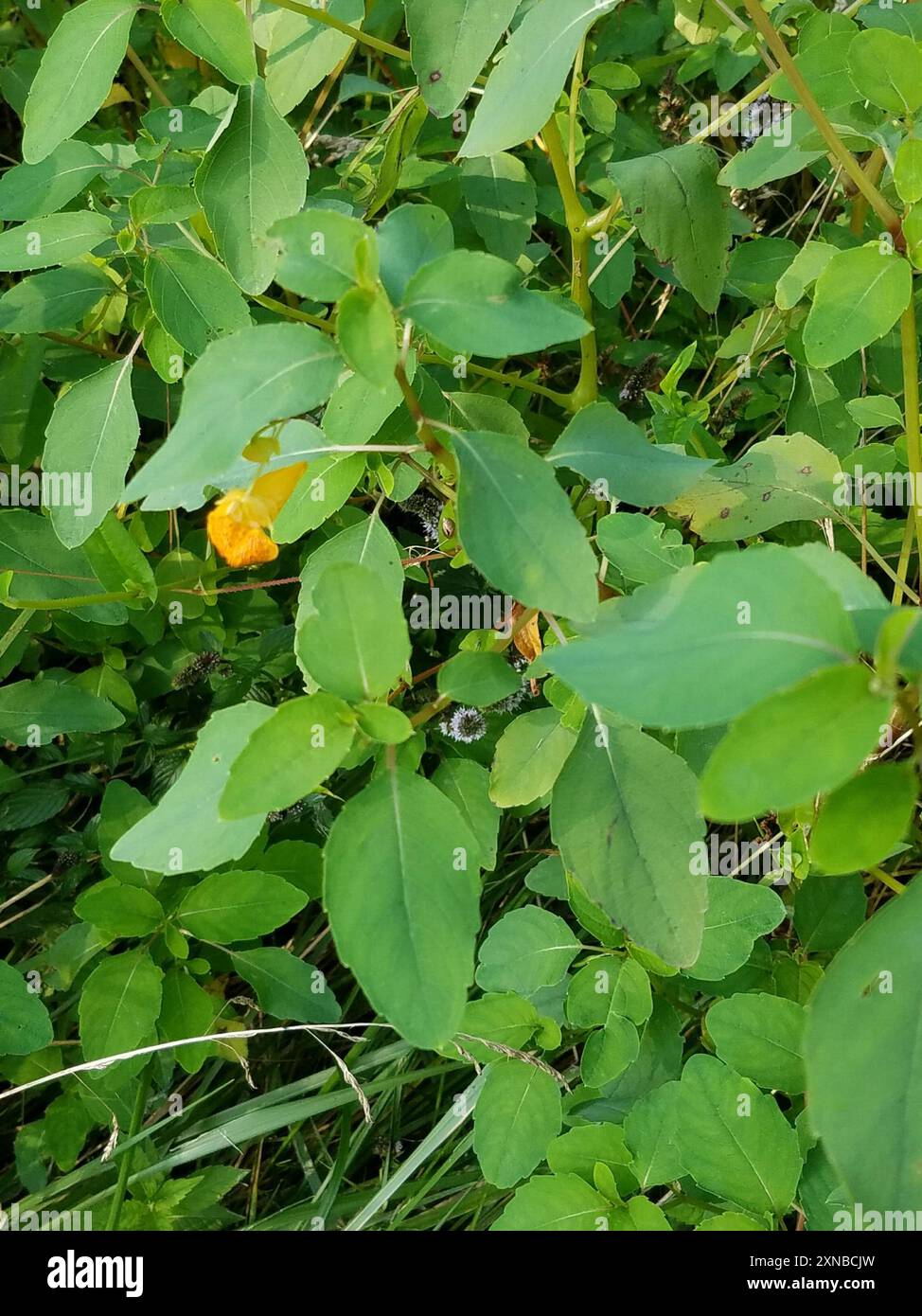 common jewelweed (Impatiens capensis) Plantae Stock Photo - Alamy