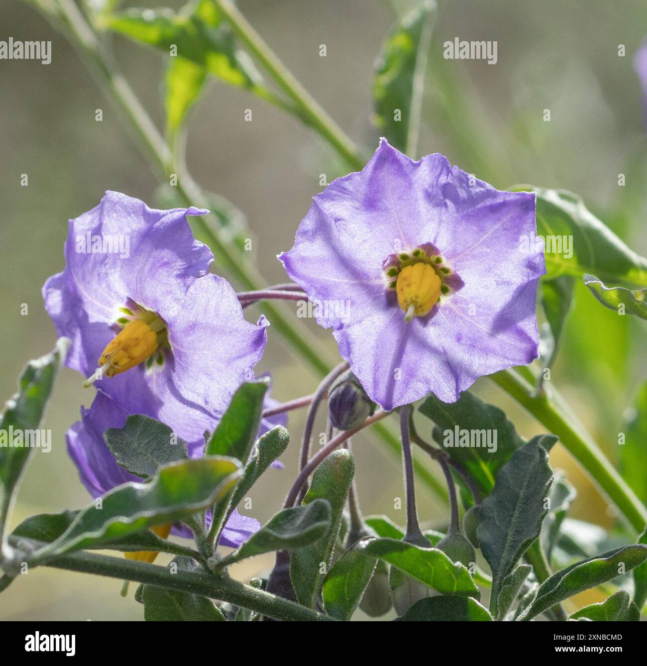 nightshades (Solanum) Plantae Stock Photo - Alamy