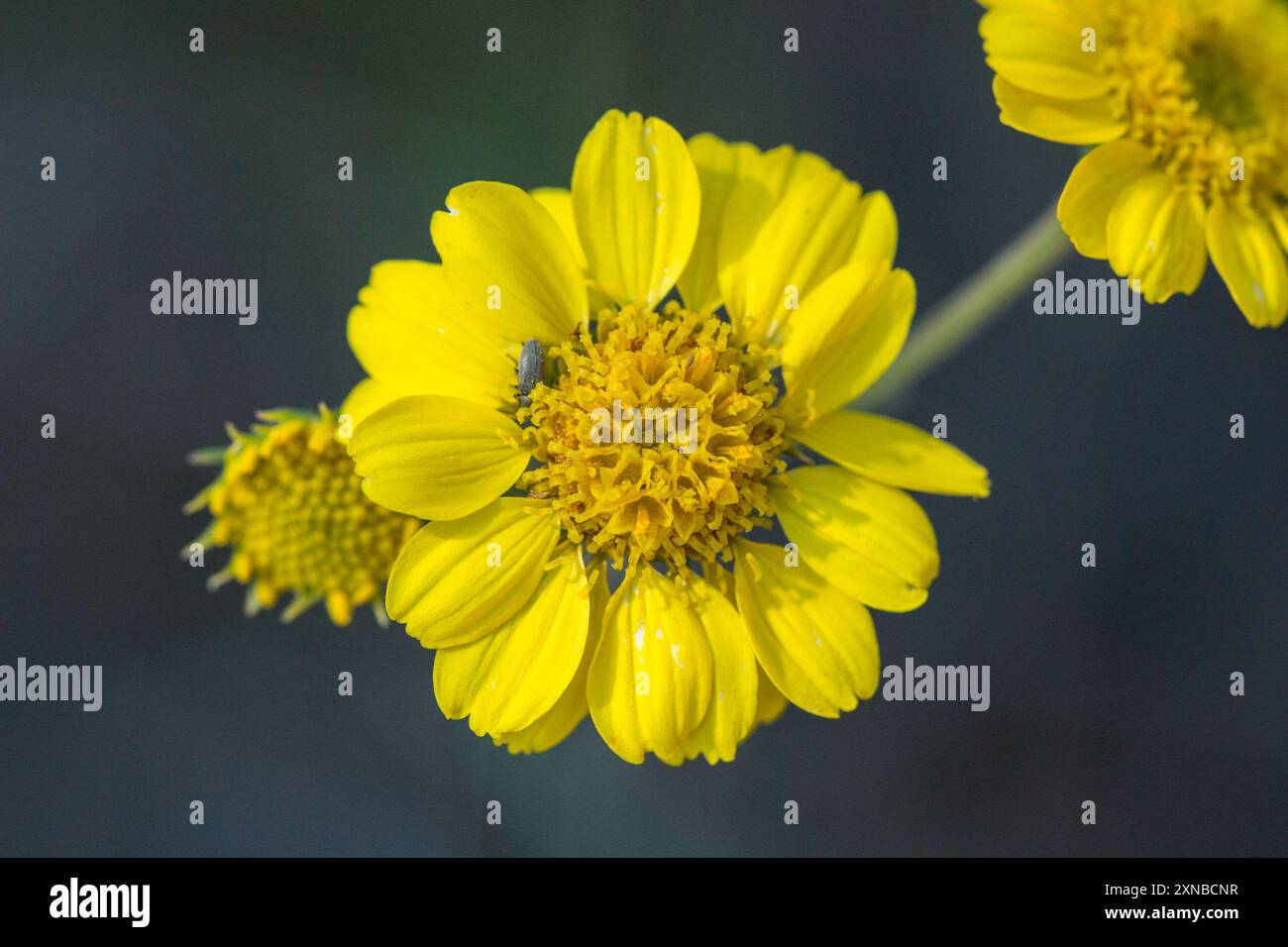 Hymenothrix dissecta hi-res stock photography and images - Alamy