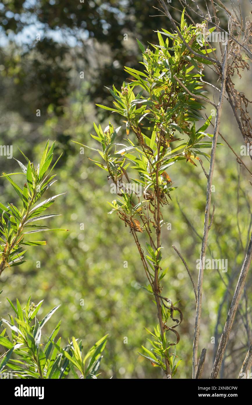mule fat (Baccharis salicifolia) Plantae Stock Photo - Alamy