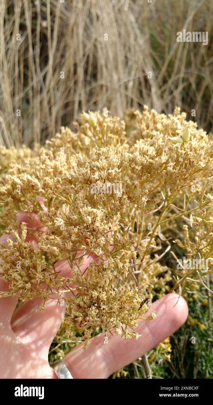Broom Snakeweed (Gutierrezia sarothrae) Plantae Stock Photo - Alamy