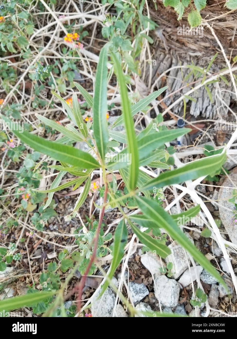 african sumac (Searsia lancea) Plantae Stock Photo - Alamy