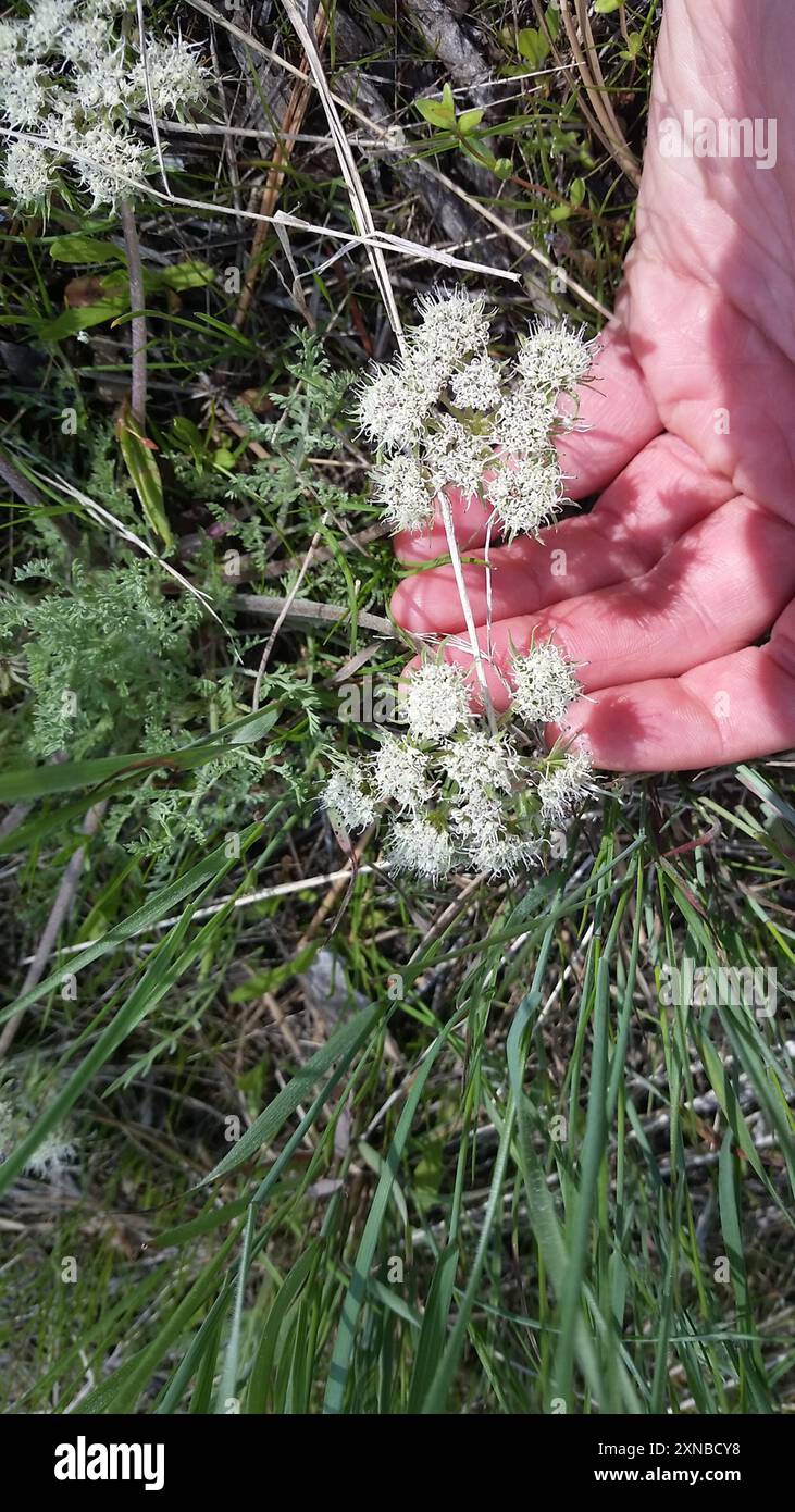 bigseed biscuitroot (Lomatium macrocarpum) Plantae Stock Photo - Alamy