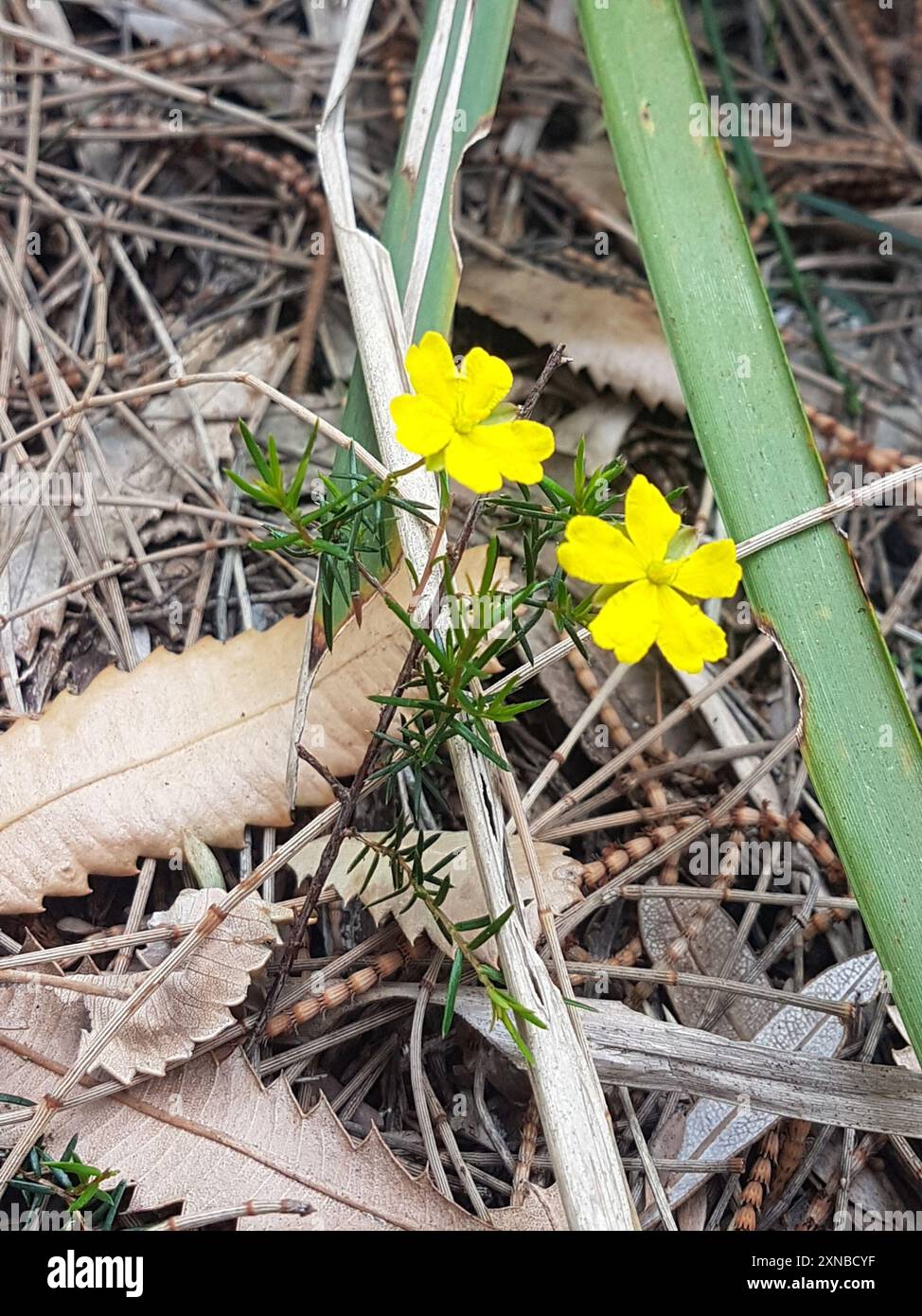 Prickly guinea flower (Hibbertia acicularis) Plantae Stock Photo - Alamy