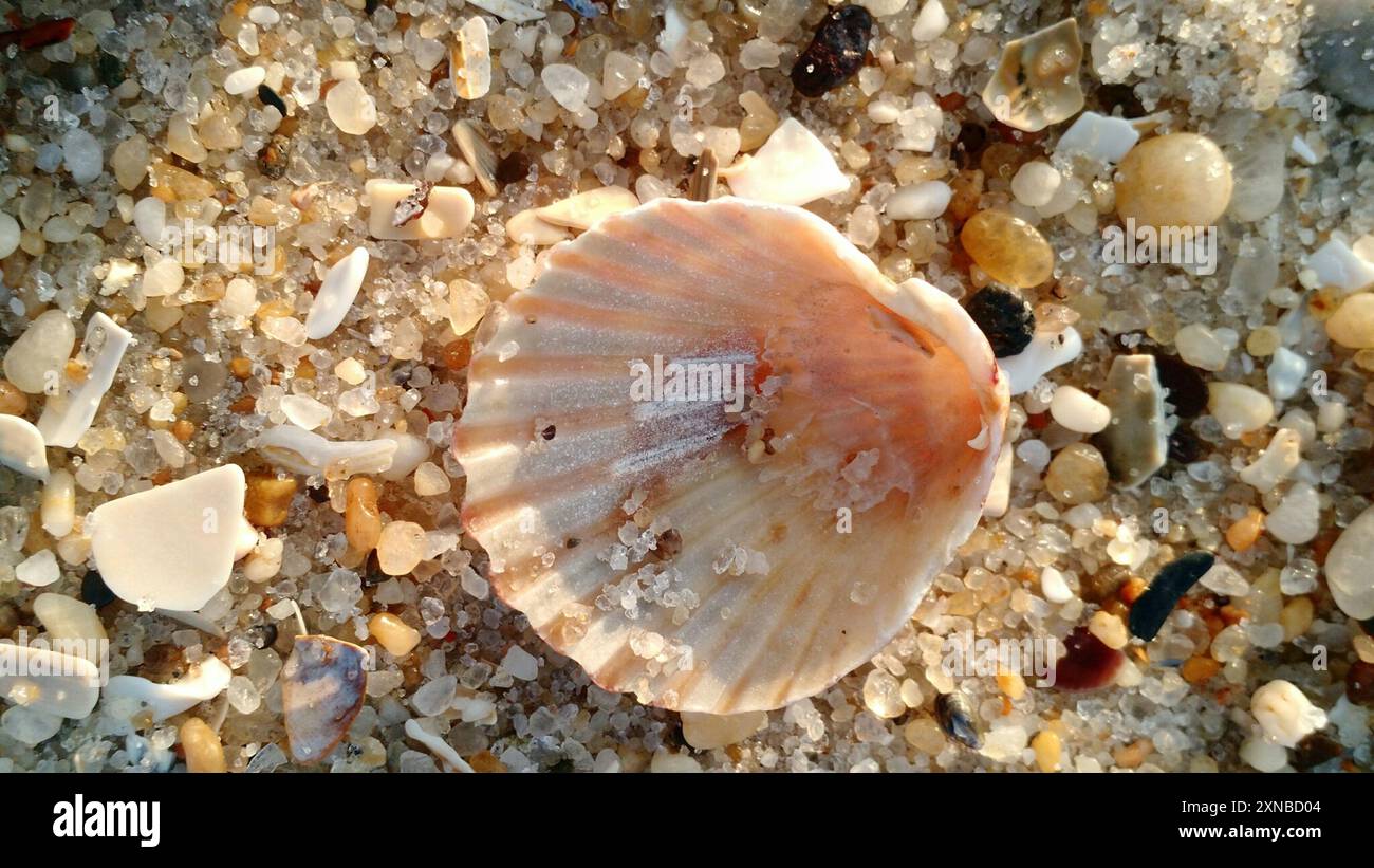 Atlantic Bay Scallop (Argopecten irradians) Mollusca Stock Photo - Alamy
