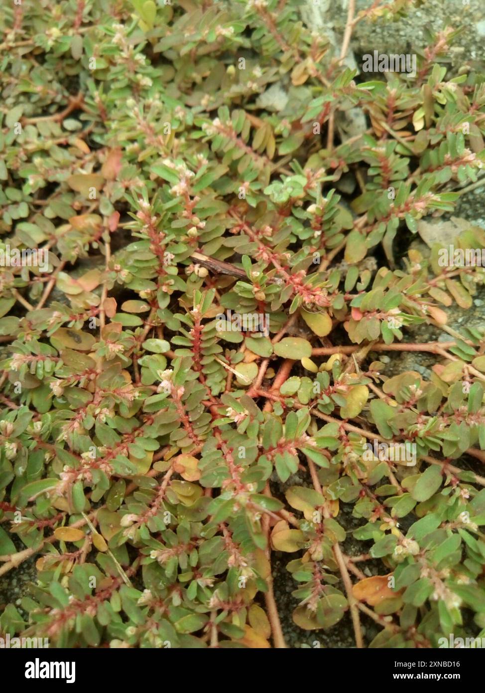 Spotted spurge (Euphorbia maculata) Plantae Stock Photo - Alamy