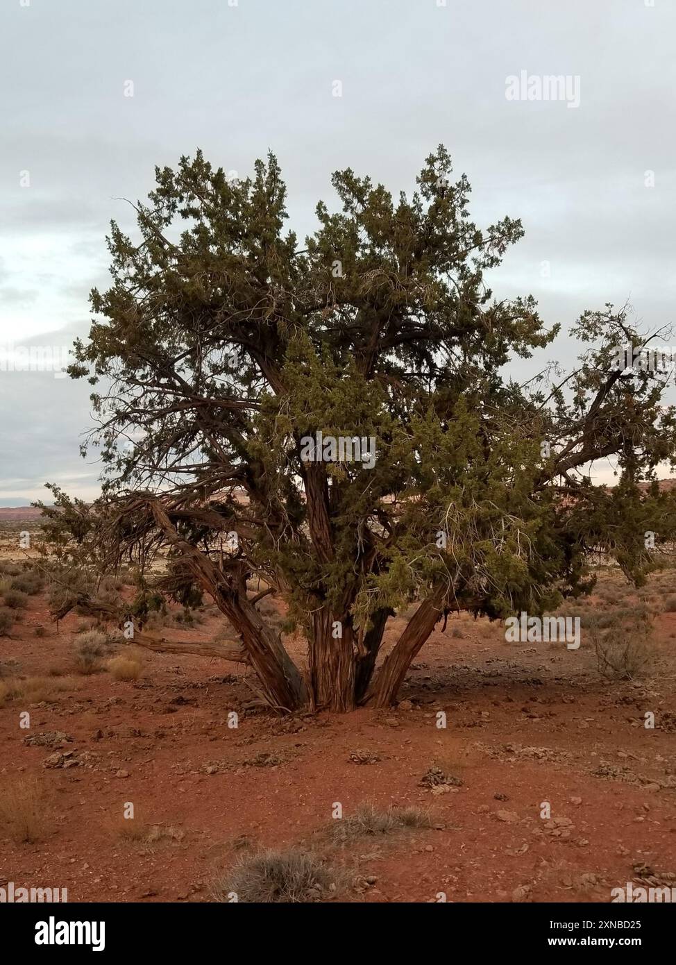 Utah Juniper (Juniperus osteosperma) Plantae Stock Photo - Alamy