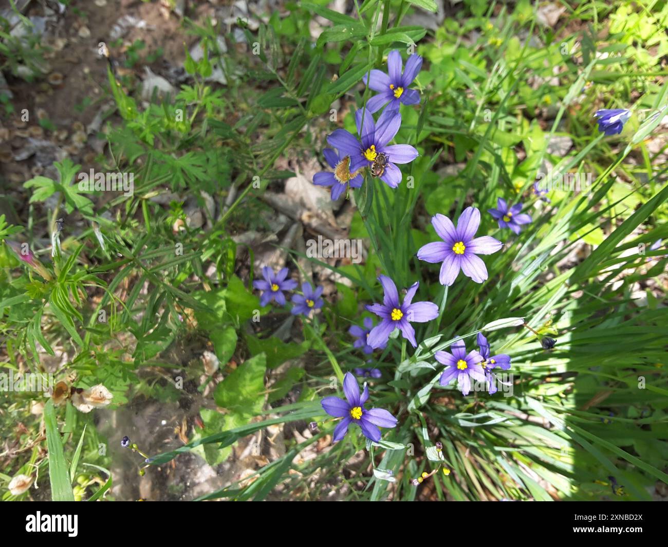 blue-eyed grasses (Sisyrinchium) Plantae Stock Photo - Alamy