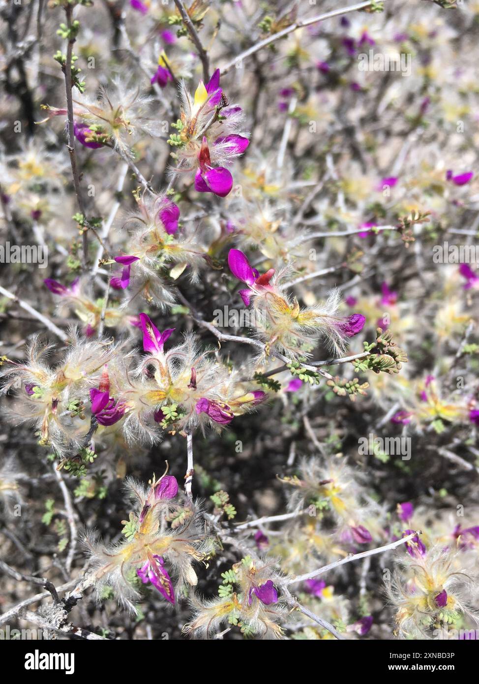 feather dalea (Dalea formosa) Plantae Stock Photo - Alamy