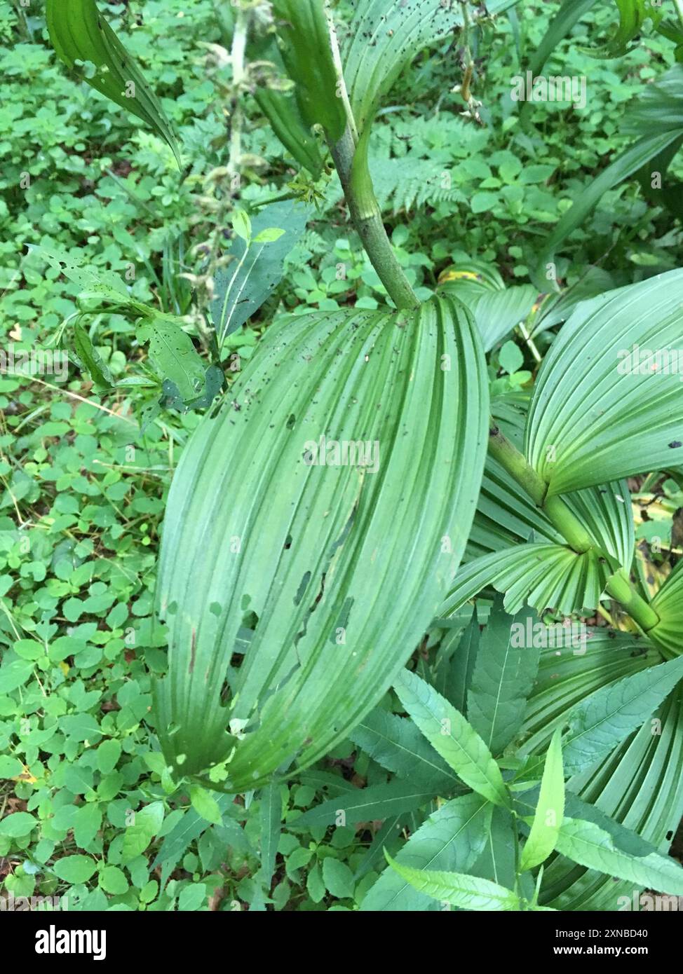 green false hellebore (Veratrum viride) Plantae Stock Photo - Alamy