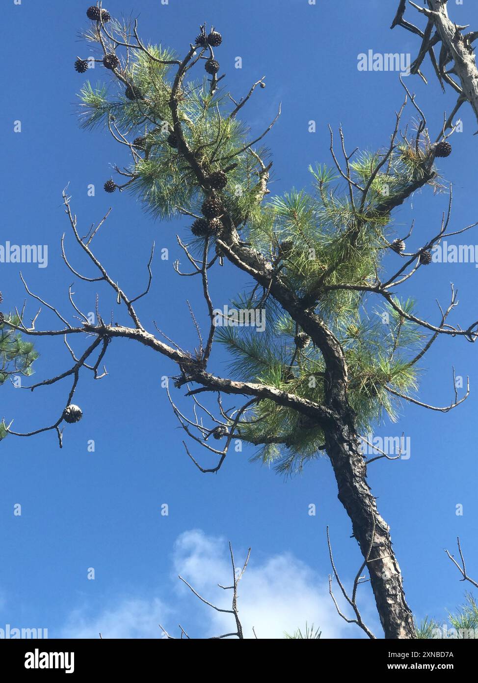 pond pine (Pinus serotina) Plantae Stock Photo - Alamy