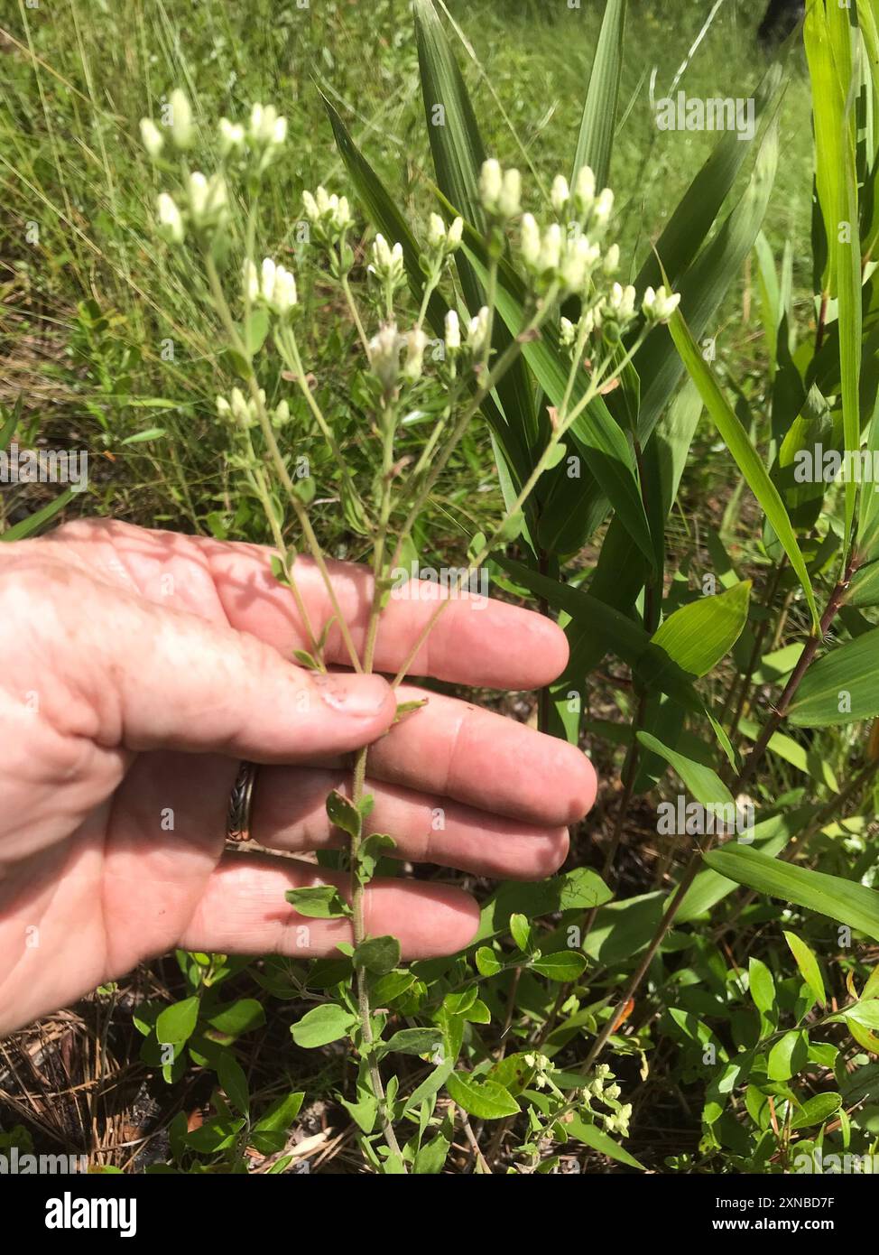 Dixie aster (Sericocarpus tortifolius) Plantae Stock Photo - Alamy