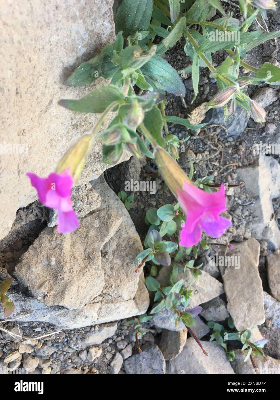 Lewis' monkeyflower (Erythranthe lewisii) Plantae Stock Photo - Alamy