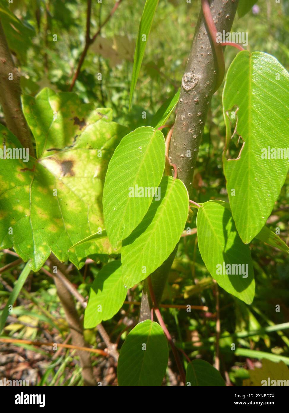 Supplejack (Berchemia scandens) Plantae Stock Photo - Alamy