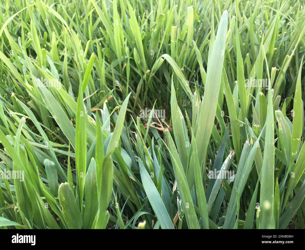 grasses (Poaceae) Plantae Stock Photo - Alamy