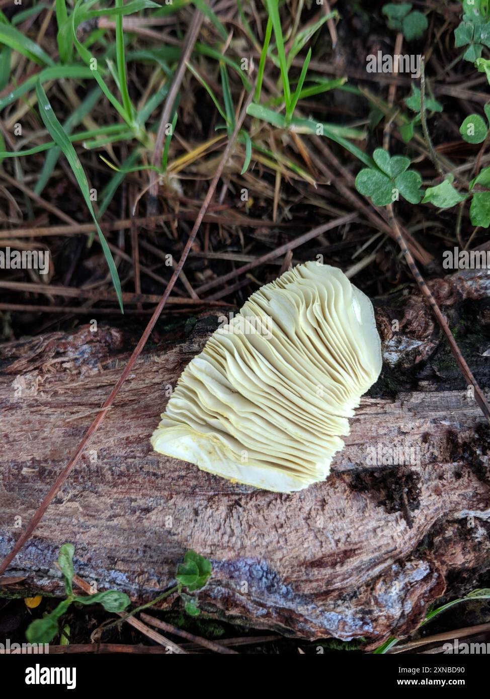 flowerpot parasol (Leucocoprinus birnbaumii) Fungi Stock Photo - Alamy