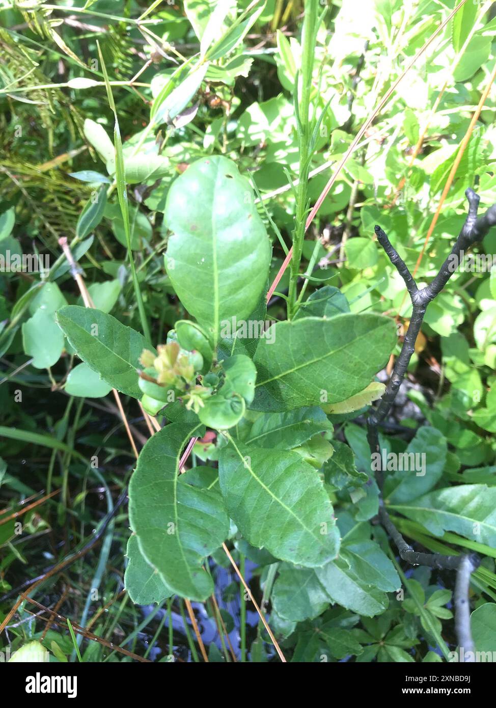 southern bayberry (Morella caroliniensis) Plantae Stock Photo - Alamy