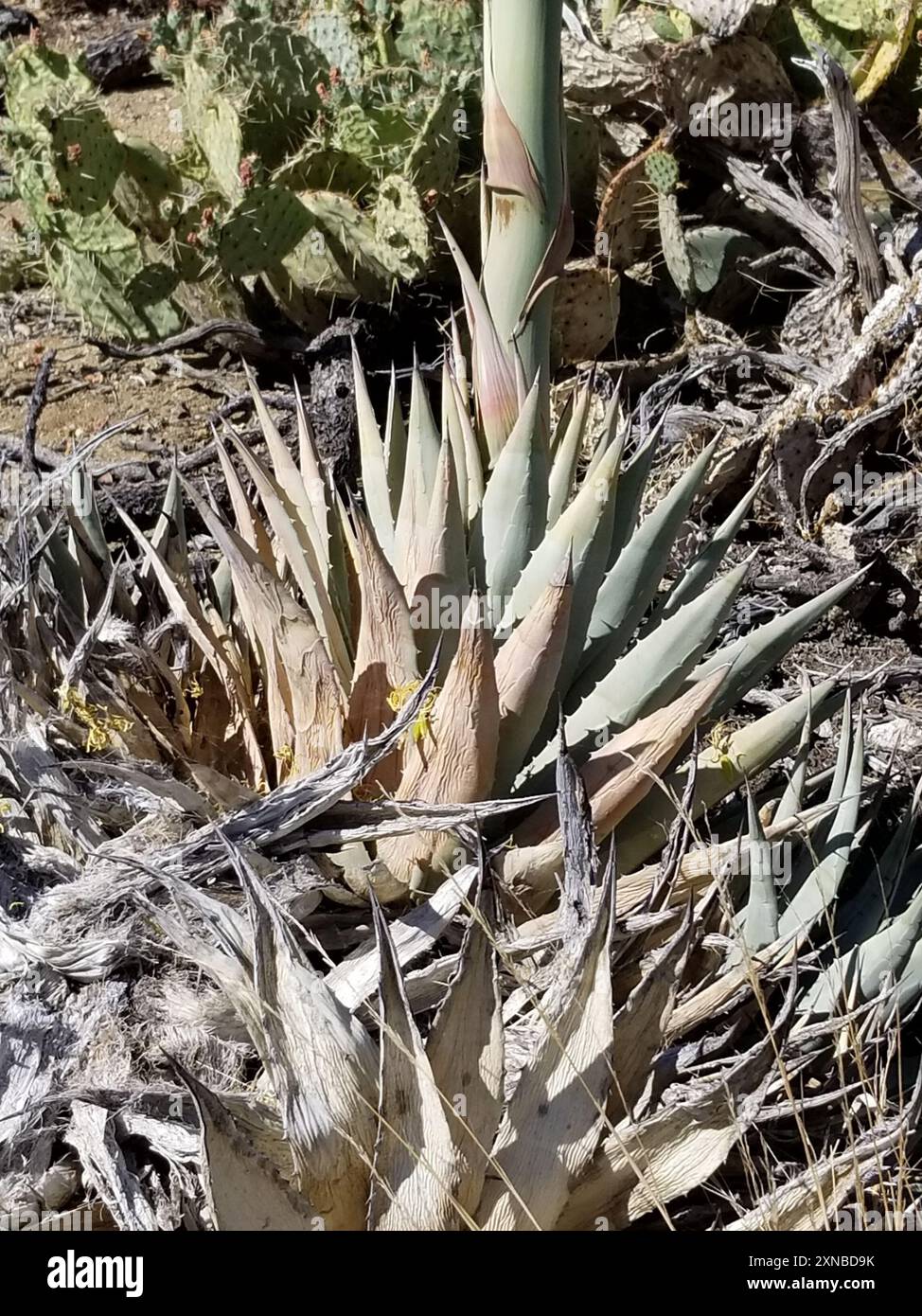 desert agave (Agave deserti) Plantae Stock Photo - Alamy