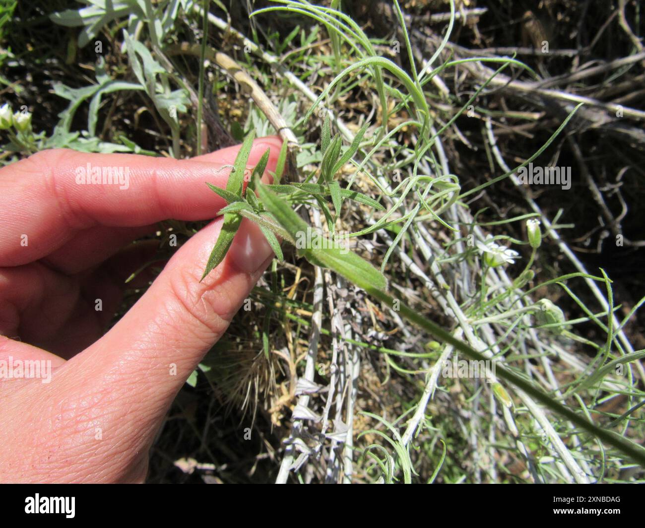 field chickweed (Cerastium arvense) Plantae Stock Photo - Alamy