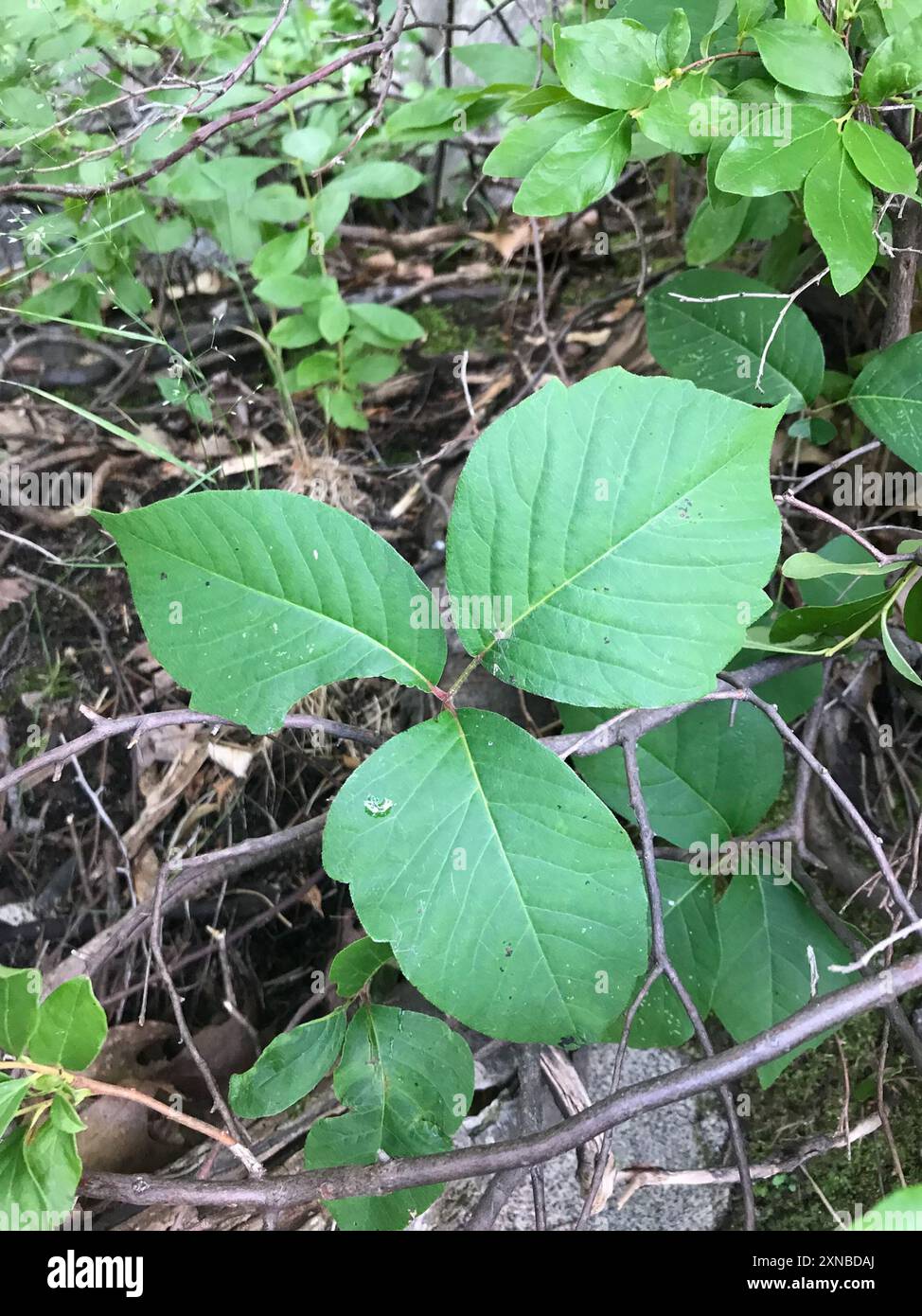 eastern poison ivy (Toxicodendron radicans) Plantae Stock Photo - Alamy