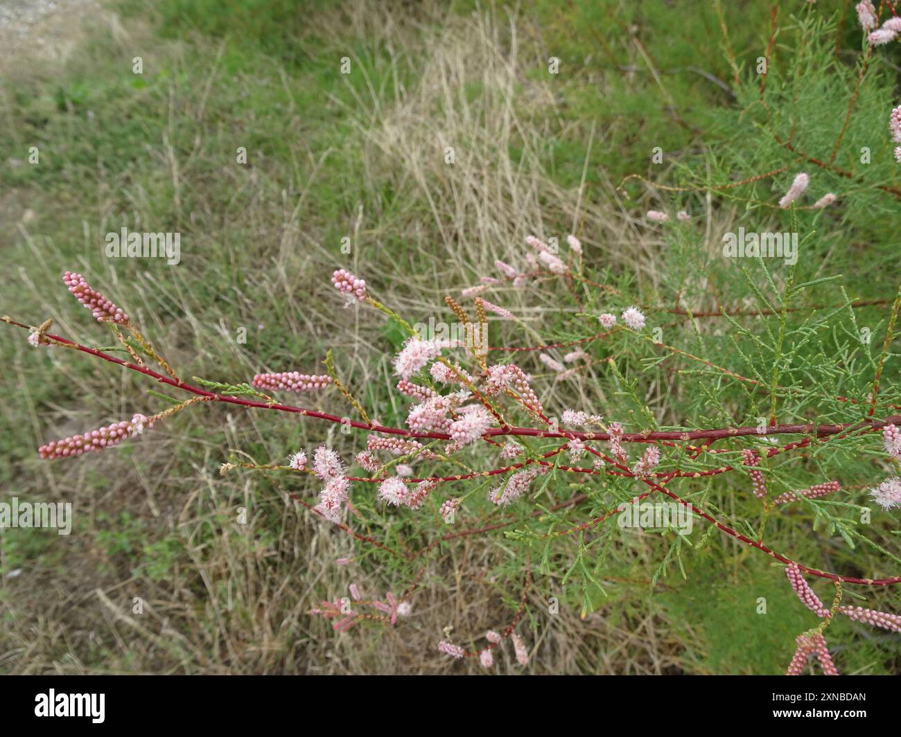French tamarisk (Tamarix gallica) Plantae Stock Photo - Alamy