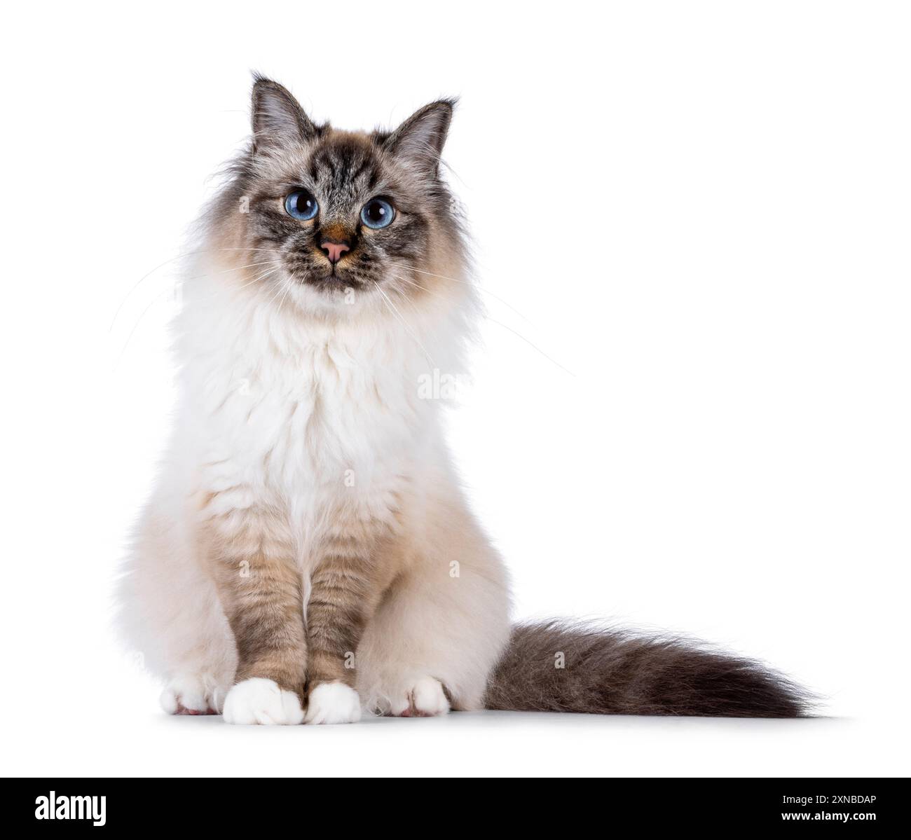 Handsome and expressive Sacred Birman cat, sitting up facing front ...