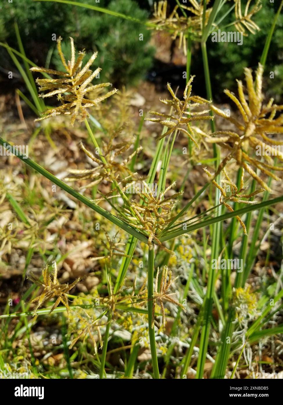 flatsedges (Cyperus) Plantae Stock Photo - Alamy