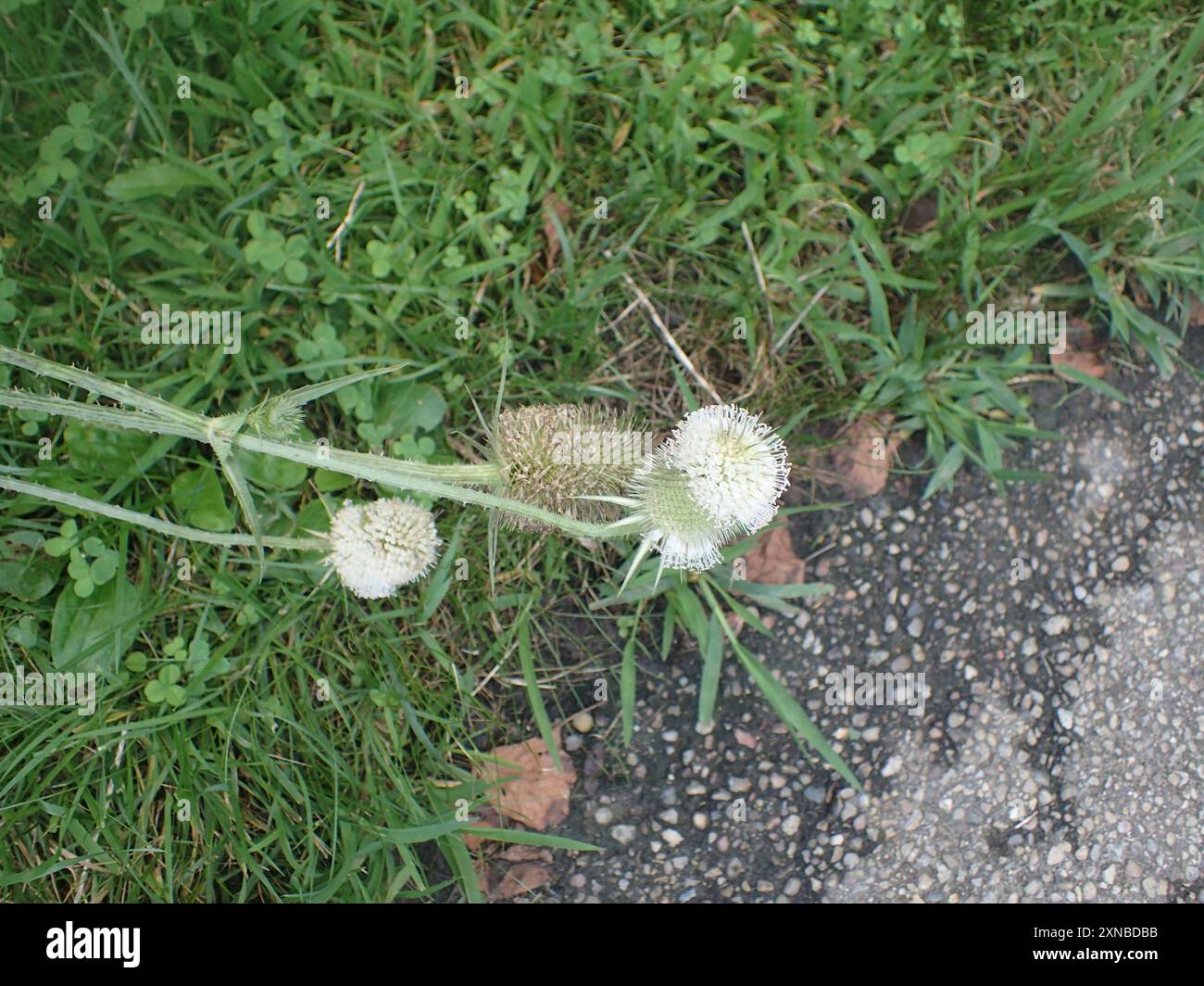 cutleaf teasel (Dipsacus laciniatus) Plantae Stock Photo - Alamy