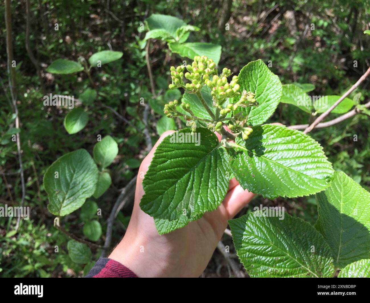 Wayfaring-tree (Viburnum lantana) Plantae Stock Photo - Alamy