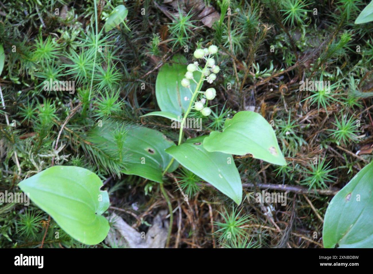 Canada mayflower (Maianthemum canadense) Plantae Stock Photo - Alamy