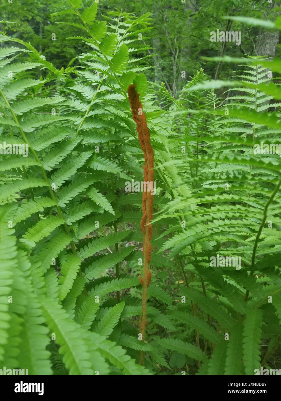 cinnamon fern (Osmundastrum cinnamomeum) Plantae Stock Photo - Alamy