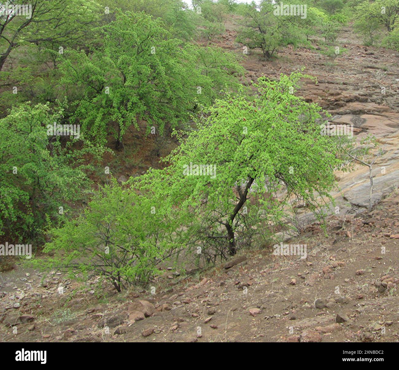 Kirkia (Kirkia acuminata) Plantae Stock Photo - Alamy