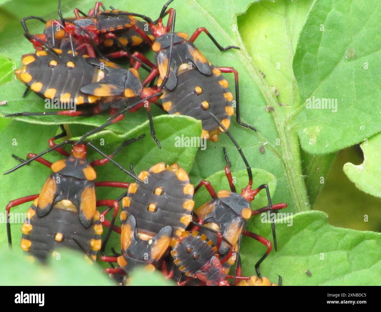 (Spartocera fusca) Insecta Stock Photo - Alamy