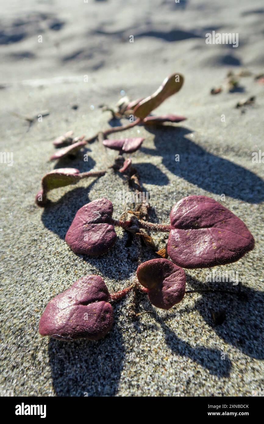 Yellow Sand Verbena (Abronia latifolia) Plantae Stock Photo - Alamy
