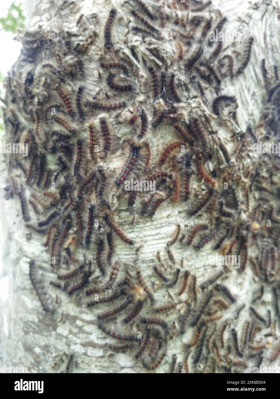 Spongy Moth (Lymantria dispar) Insecta Stock Photo - Alamy