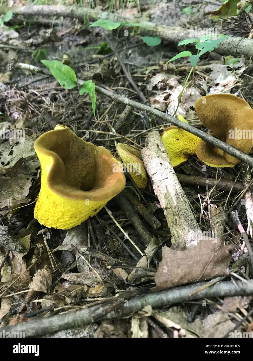 ash-tree bolete (Boletinellus merulioides) Fungi Stock Photo - Alamy