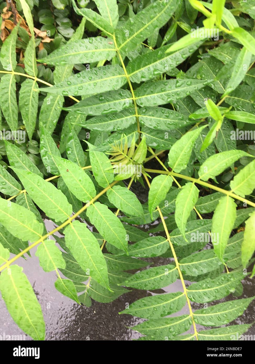 tree-of-heaven (Ailanthus altissima) Plantae Stock Photo - Alamy