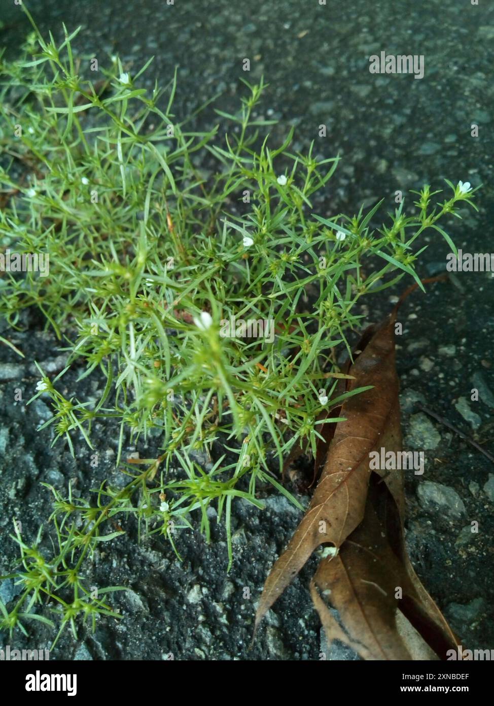 Rust Weed (Polypremum procumbens) Plantae Stock Photo - Alamy