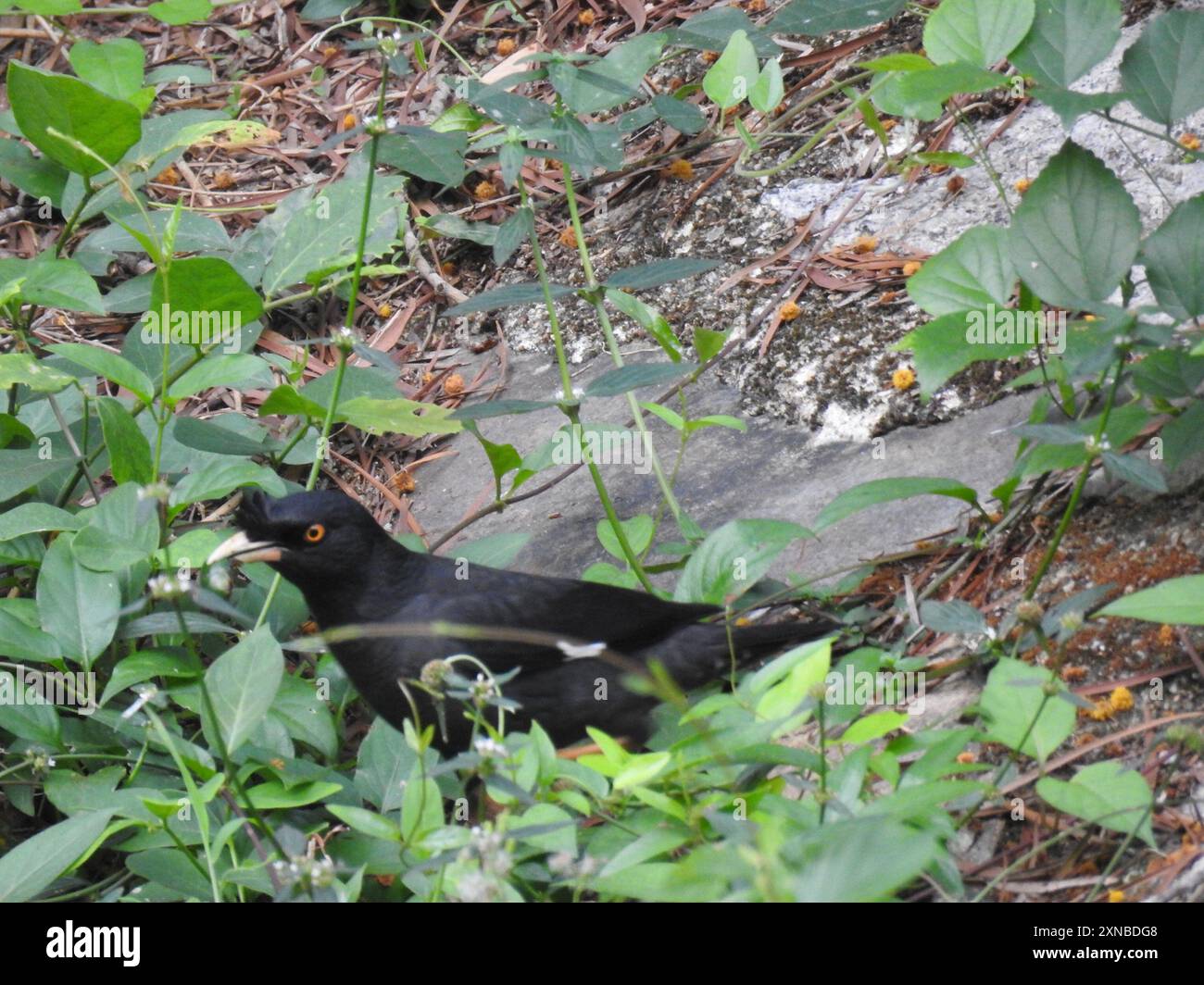 Crested Myna (Acridotheres cristatellus) Aves Stock Photo - Alamy