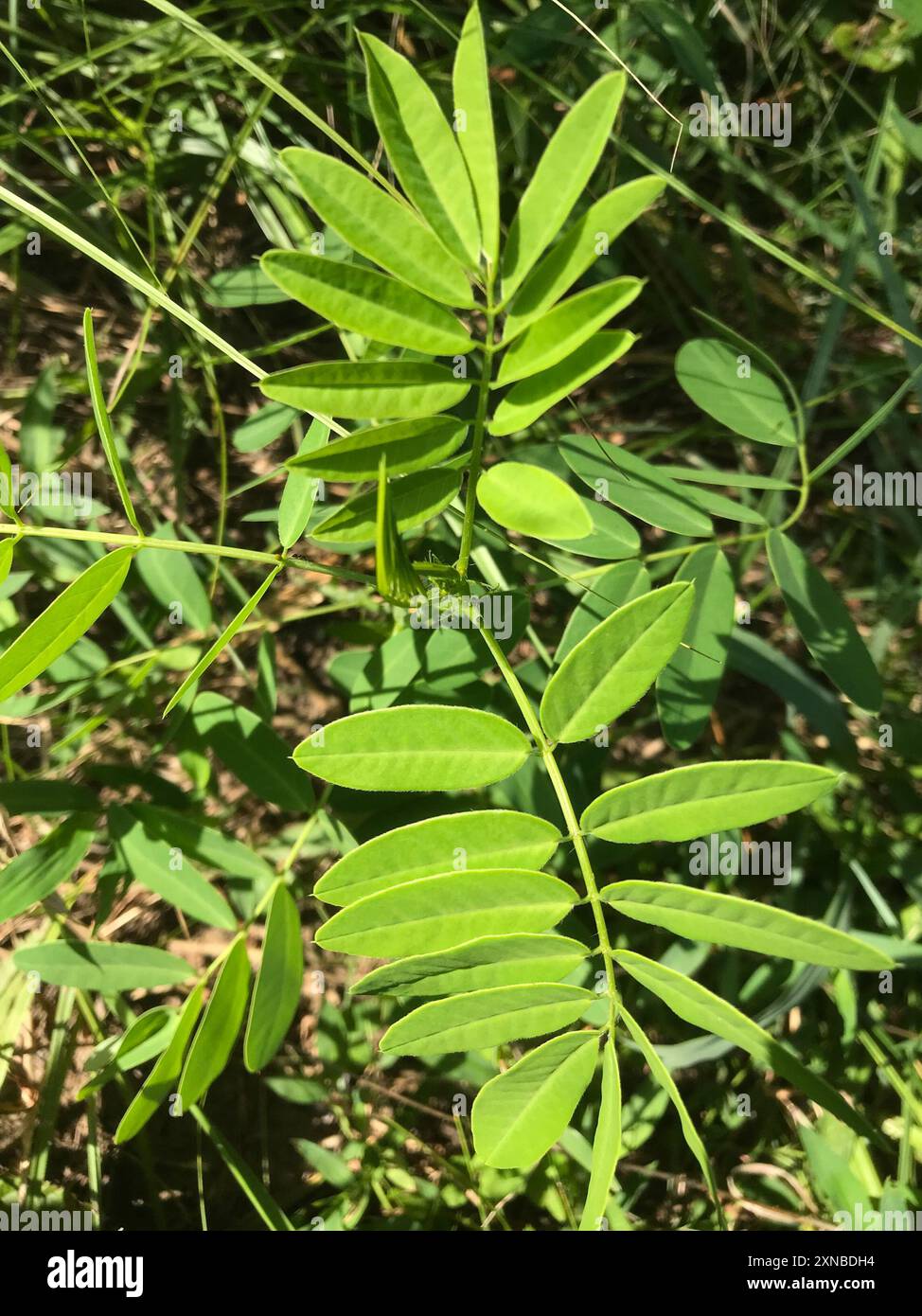 American senna (Senna hebecarpa) Plantae Stock Photo - Alamy