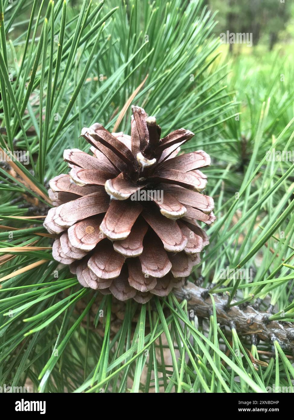 pitch pine (Pinus rigida) Plantae Stock Photo - Alamy