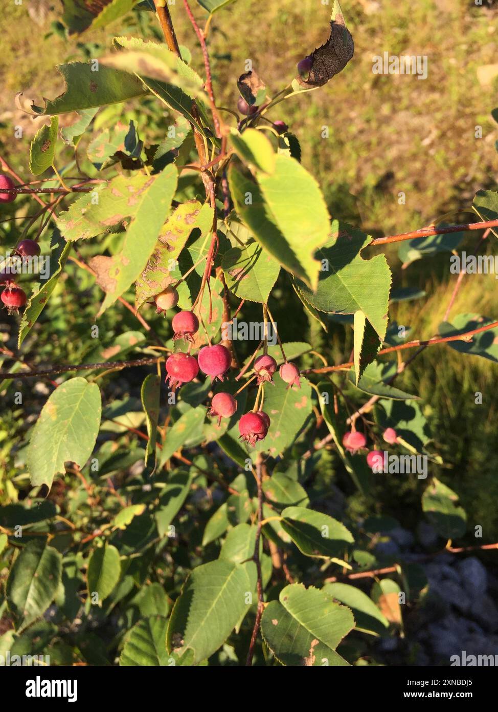 common serviceberry (Amelanchier arborea) Plantae Stock Photo - Alamy